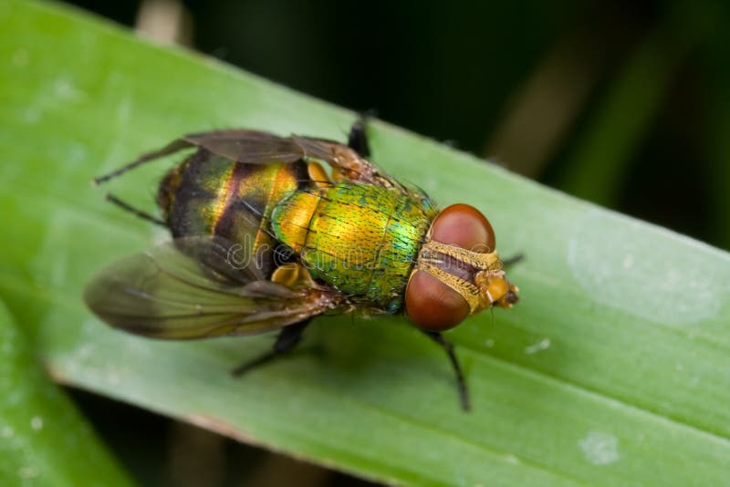 Two red-head flies stock image. Image of eyes, bugs, insects - 20315137