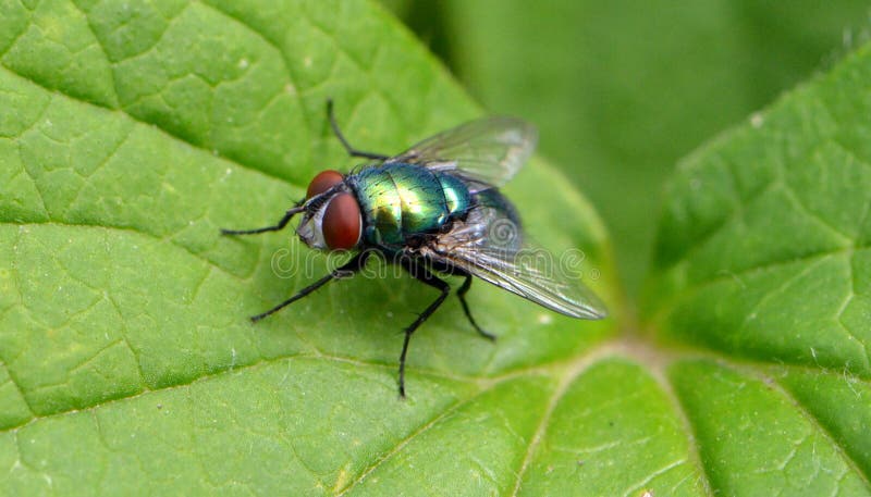Green fly stock photo. Image of green, silky, insects - 101407358