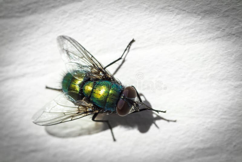 Green fly closeup stock image. Image of illness, domestic - 78402131