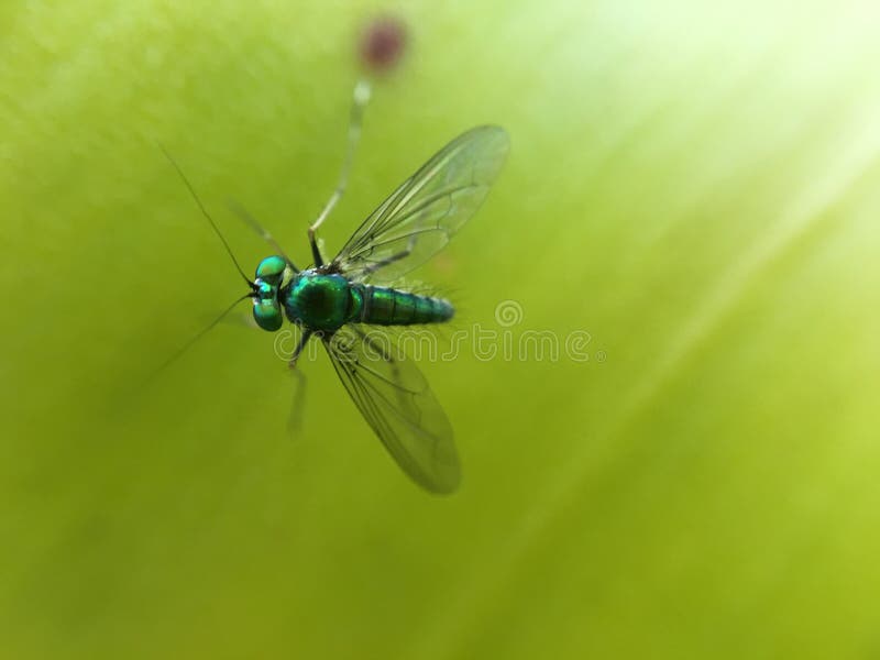 Green Fly stock photo. Image of australia, plant, macro - 76776530
