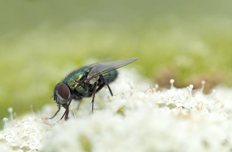 Green fly on flower stock image. Image of animal, garden - 76871379