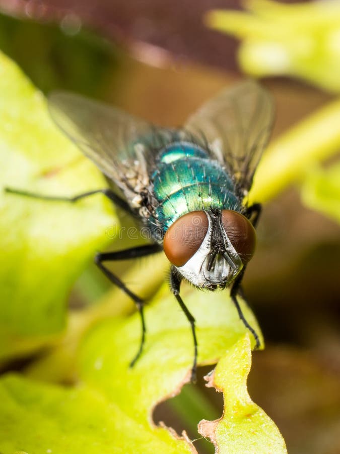 Green fly stock image. Image of detail, front, pest, hairy - 31709247