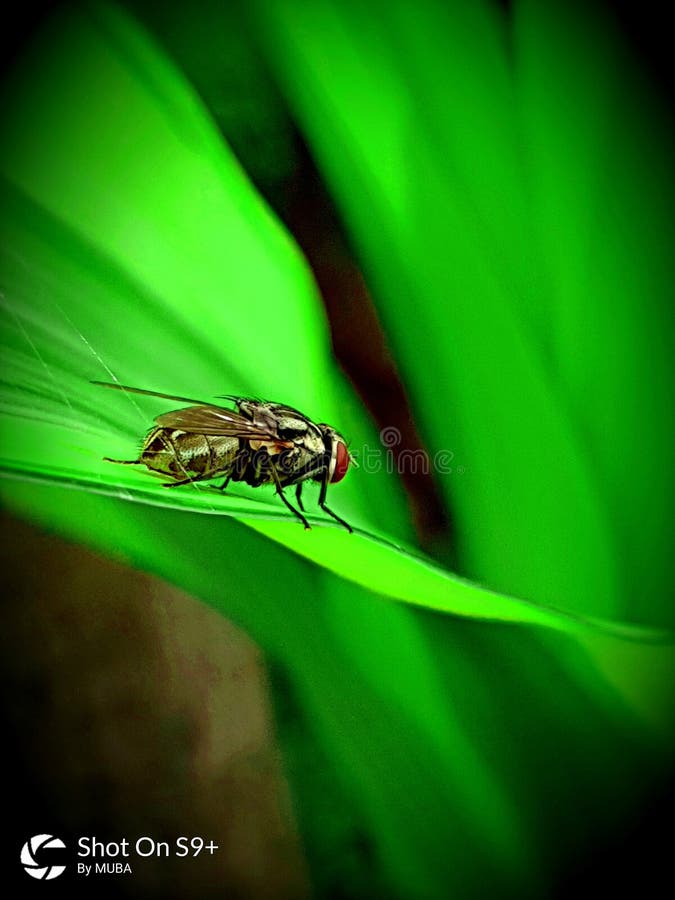 Green Fly Insect Plant Standing Stock Photo - Image of plant, wing ...