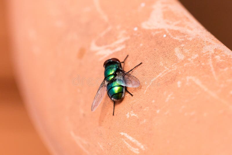 Green fly isolated stock photo. Image of isolate, animal - 101024760