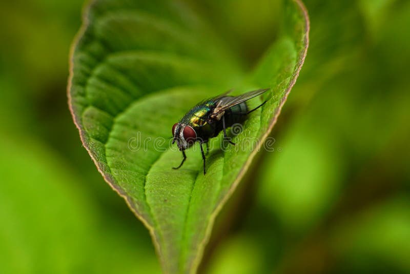 Green Fly on a Green Leaf. Macrophotograph the Insect Stock Image ...