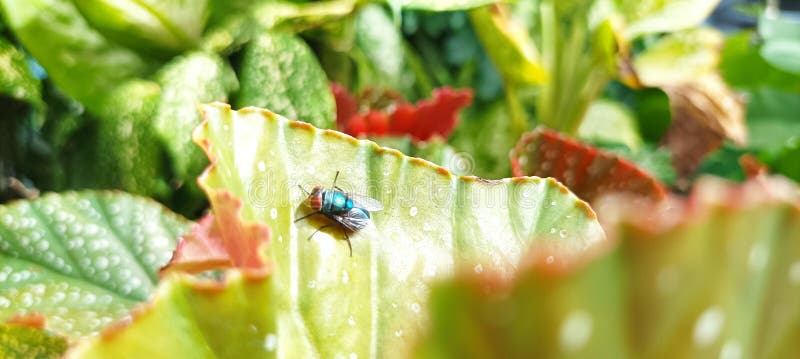 Green Fly on the Leaf Under Sun Light Stock Image - Image of look ...