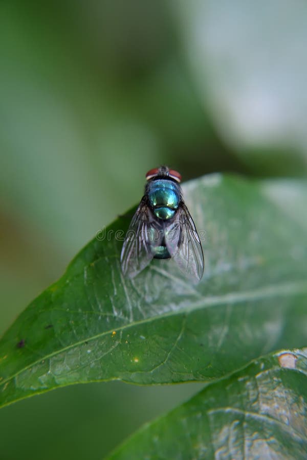 Green Fly. the Most Common Type of Fly in the World Stock Photo - Image ...