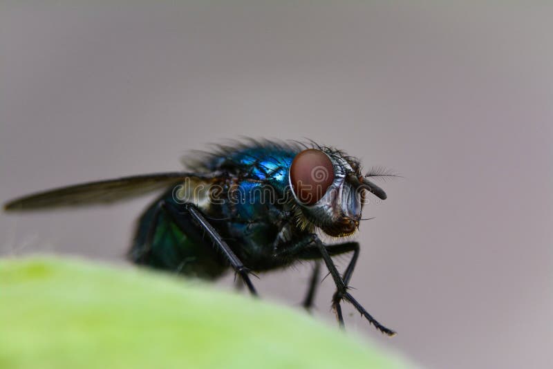 7,126 Fly Nose Stock Photos - Free & Royalty-Free Stock Photos from ...