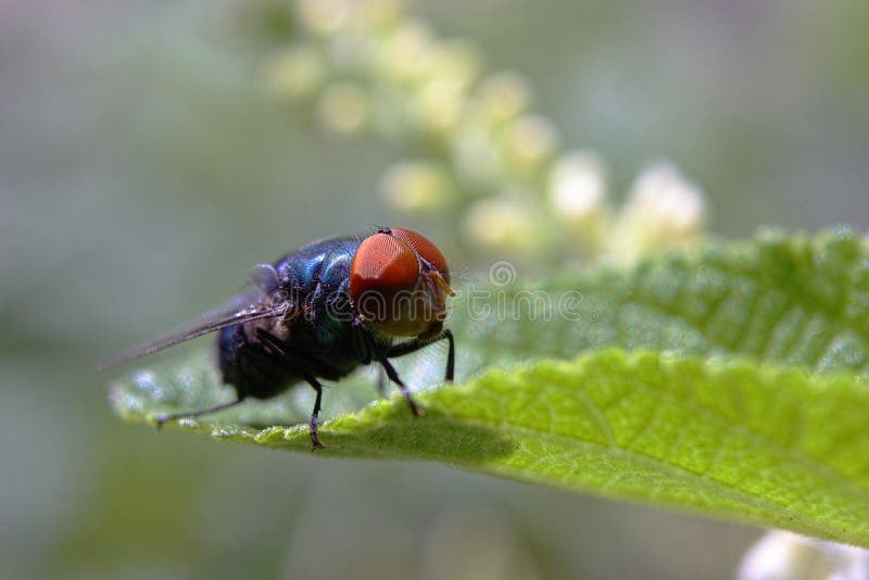 A Green Fly is Relaxing on a Leaf Stock Image - Image of green, leaf ...