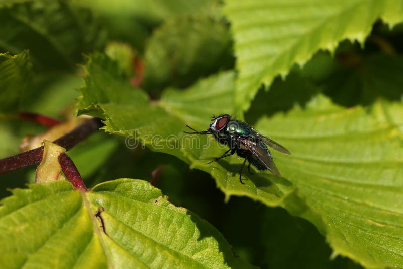 Green Fly Resting on Green Leaves of a Bush Stock Photo - Image of ...