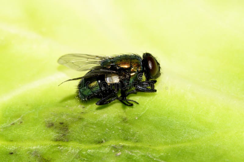 Green Fly on the Sheet Side View Stock Photo - Image of side, green ...