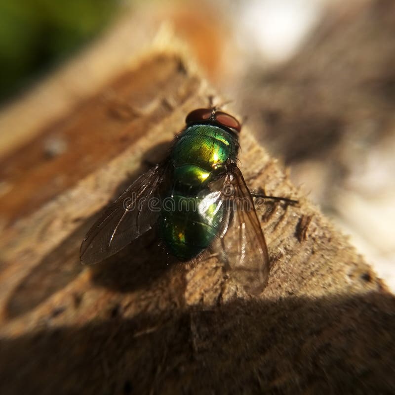 Green Fly Sits on Wooden Stand with Macro Lens Stock Image - Image of ...