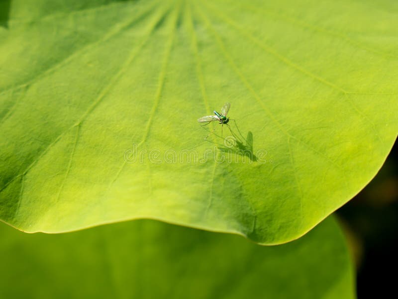Green Fly Standing on the Lotus Leaf Stock Photo - Image of green ...