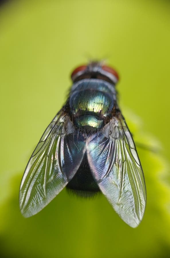 Green fly wings stock image. Image of leaf, wings, green - 273916279