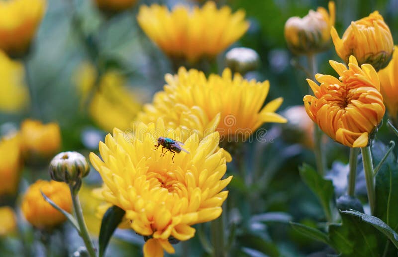 Green Fly on Yellow Flowers Stock Image - Image of macro, natural ...