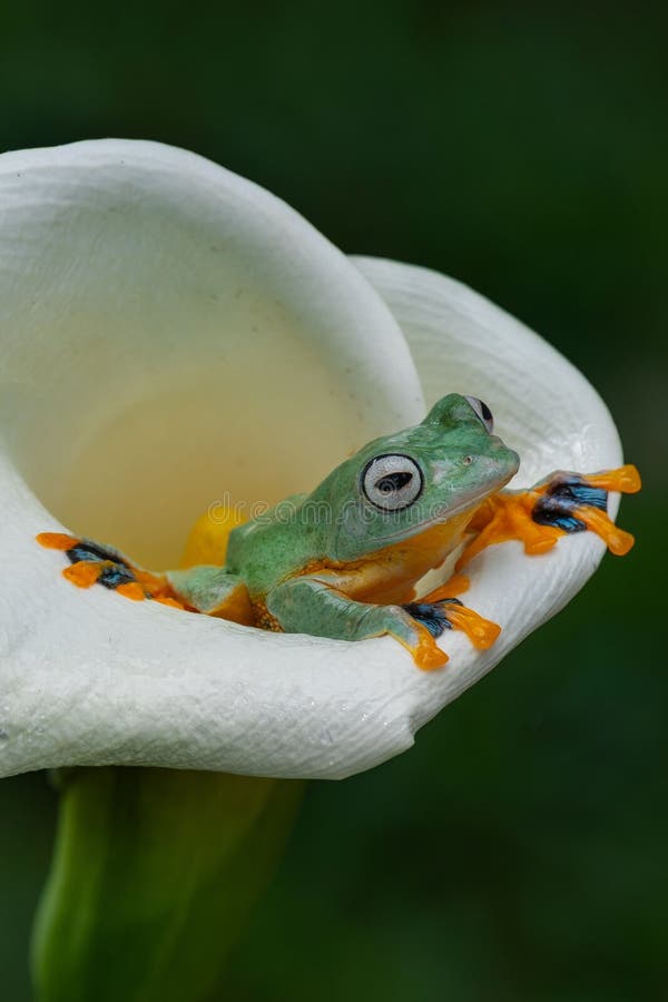 Flying Frog, Tree Frog, Frog, Dumpy Frog, Stock Photo - Image of green ...