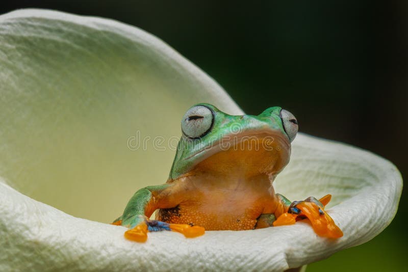 Flying Frog, Tree Frog, Frog, Dumpy Frog, Stock Photo - Image of green ...