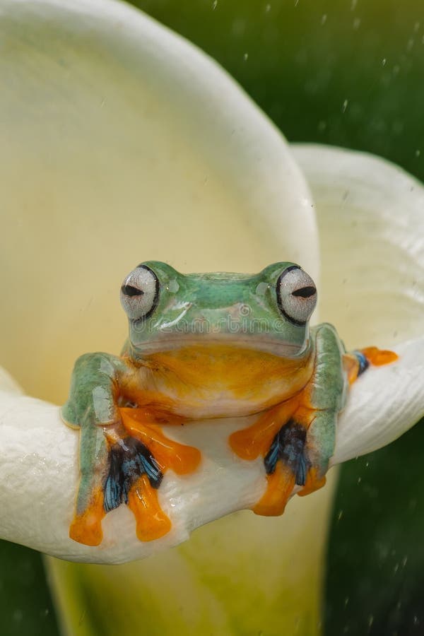 Flying Frog, Tree Frog, Frog, Dumpy Frog, Stock Photo - Image of green ...