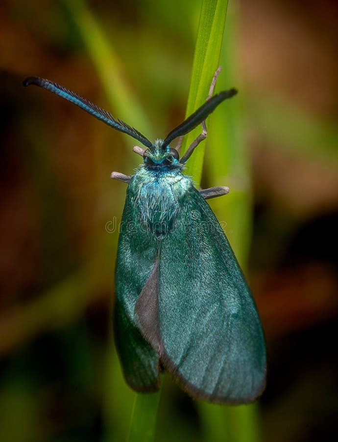 Green flying insect stock photo. Image of statices, macro - 326716482