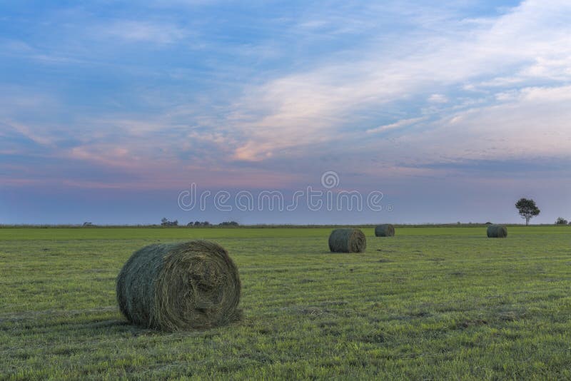 Green fodder bales stock photo. Image of agriculture - 68693024