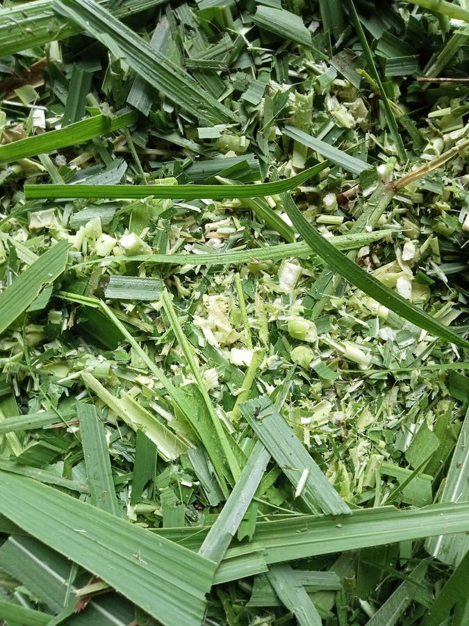 Green fodder for cattle stock photo. Image of garden - 304746426