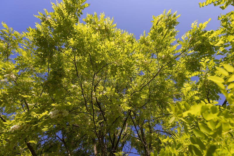 The Green Foliage of the Acacia Tree in Sunny Weather Stock Image ...