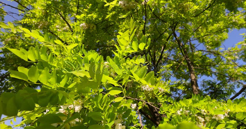 The Green Foliage of the Acacia Tree in Sunny Weather Stock Video ...