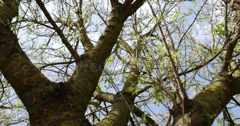 The Green Foliage of the Ash Tree in the Spring Season Stock Footage ...