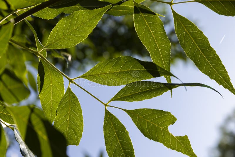 The Green Foliage of the Ash Tree in the Summer Stock Photo - Image of tree, forest: 332730796