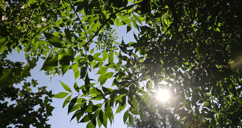 The Green Foliage of the Ash Tree in the Summer Stock Footage - Video ...
