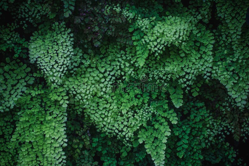 Green Foliage Backdrop from Botanical Garden Stock Image - Image of ...