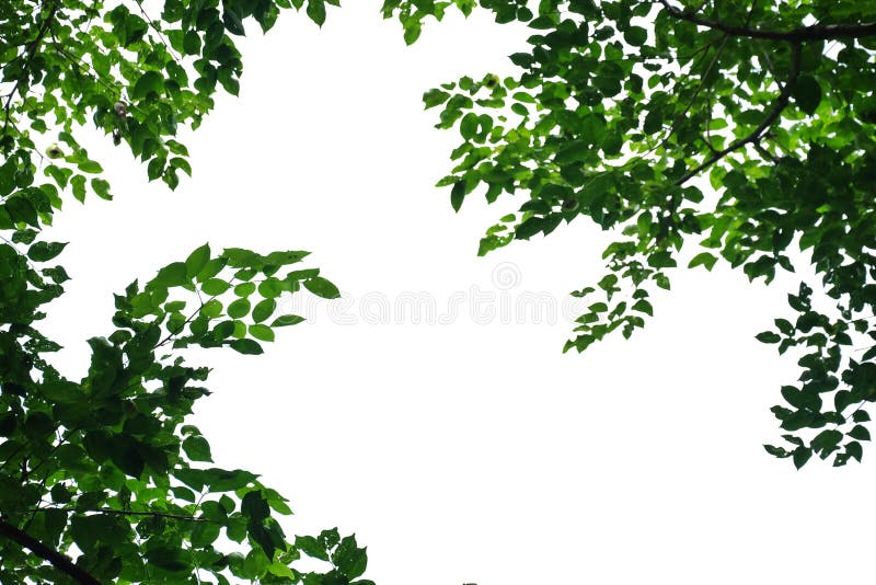 Tropical Tree Leaves Top View on White Isolated Background Stock Photo ...