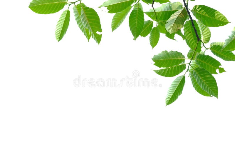 Tropical Tree Leaves Top View on White Isolated Background Stock Photo ...