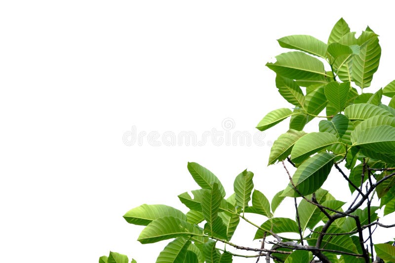 Tropical Tree Leaves Top View on White Isolated Background Stock Image ...