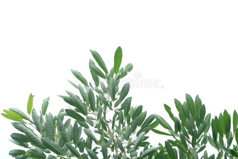 Tropical Tree Leaves Top View on White Isolated Background Stock Image ...