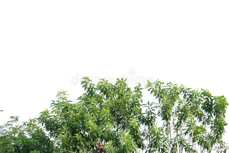 Tropical Tree Leaves Top View on White Isolated Background Stock Photo ...