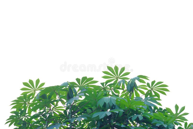 Tropical Tree Leaves Top View on White Isolated Background Stock Image ...