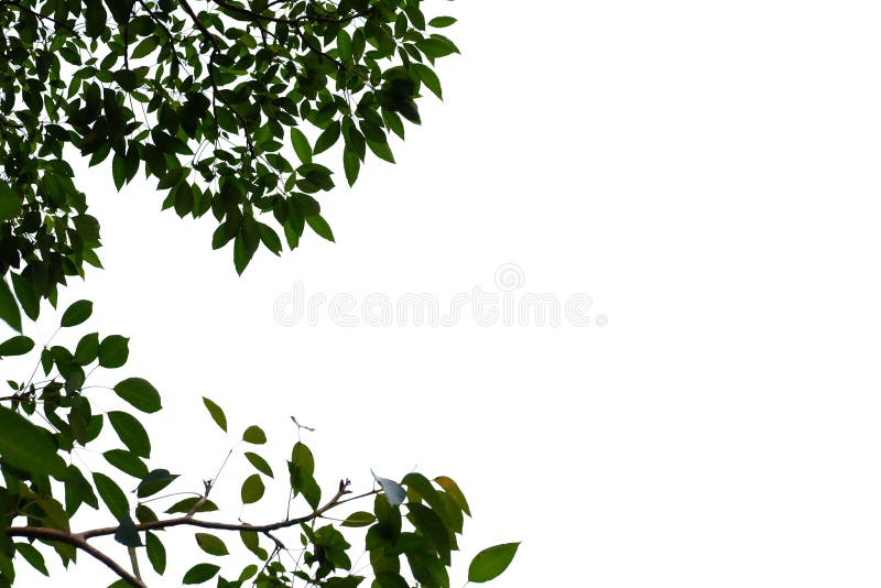 Top View Tropical Tree Leaves with Branches on White Isolated ...