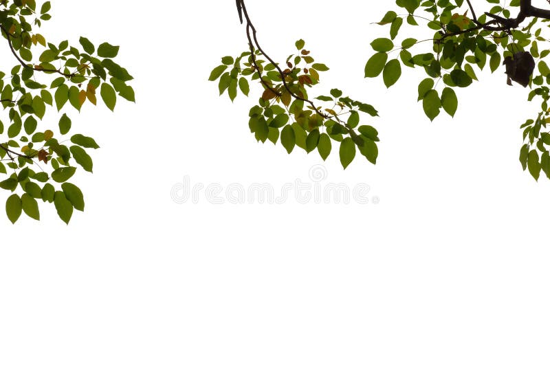 Top View Tropical Tree Leaves with Branches on White Isolated ...
