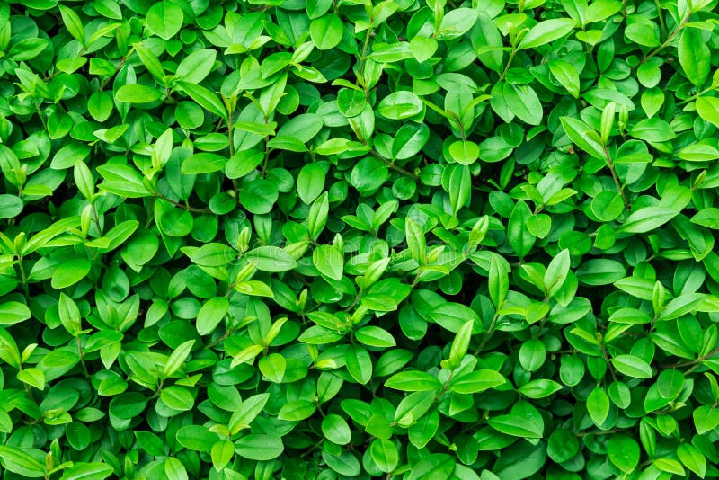 Green Foliage Background, Leaf Texture, Bush, Bright Vibrant Colors ...