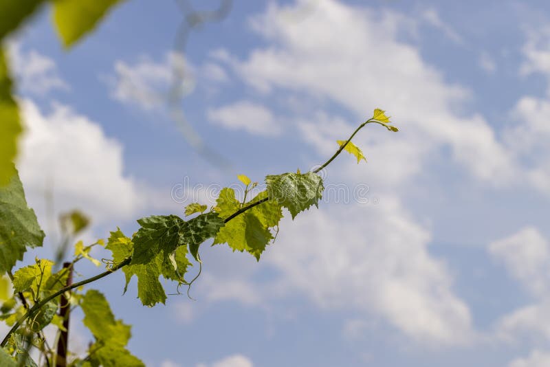 Green Foliage on the Branches of a Vineyard in Spring Stock Image ...