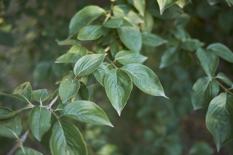 Green Foliage of Cornus Mas Shrub Stock Photo - Image of public, leaf ...