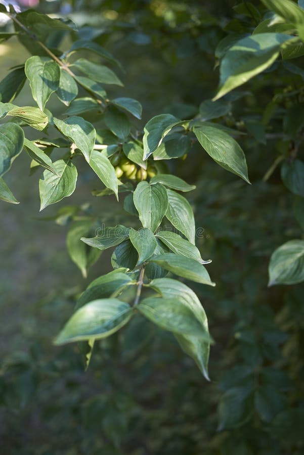 Green Foliage of Cornus Mas Shrub Stock Photo - Image of cornel, nature ...