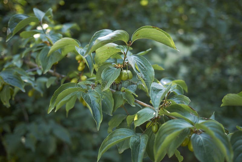 Green Foliage of Cornus Mas Shrub Stock Photo - Image of plant, flora ...