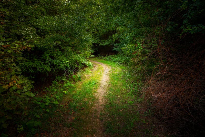 Green Foliage with Forestal Path Angle Shot Stock Image - Image of ...