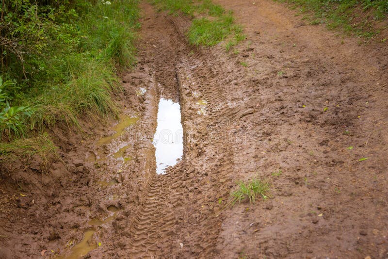 Green Foliage with Forestal Path Angle Shot Stock Photo - Image of ...