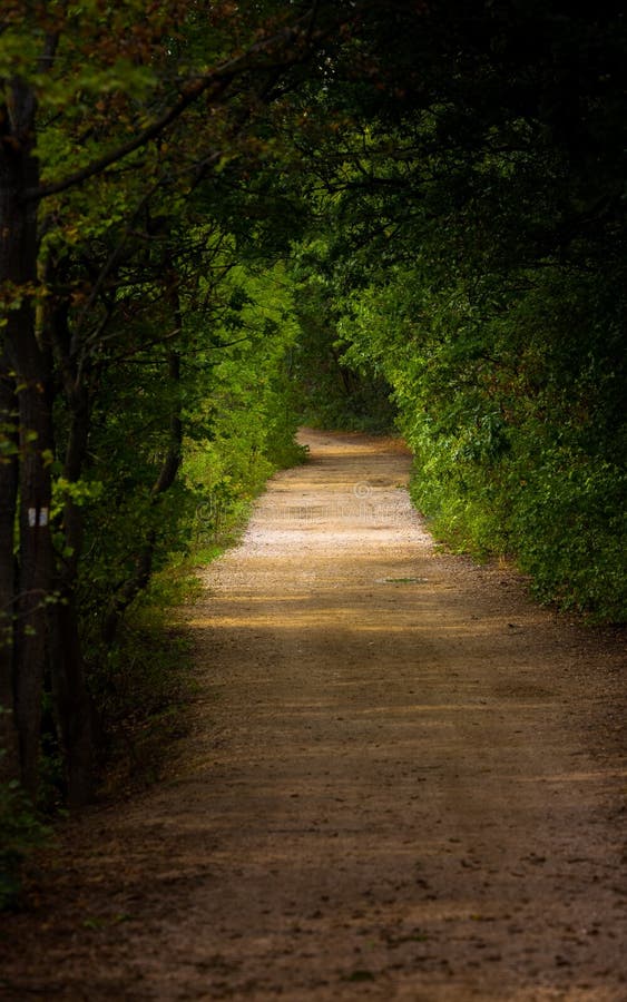 Green Foliage with Forestal Path Angle Shot Stock Photo - Image of ...