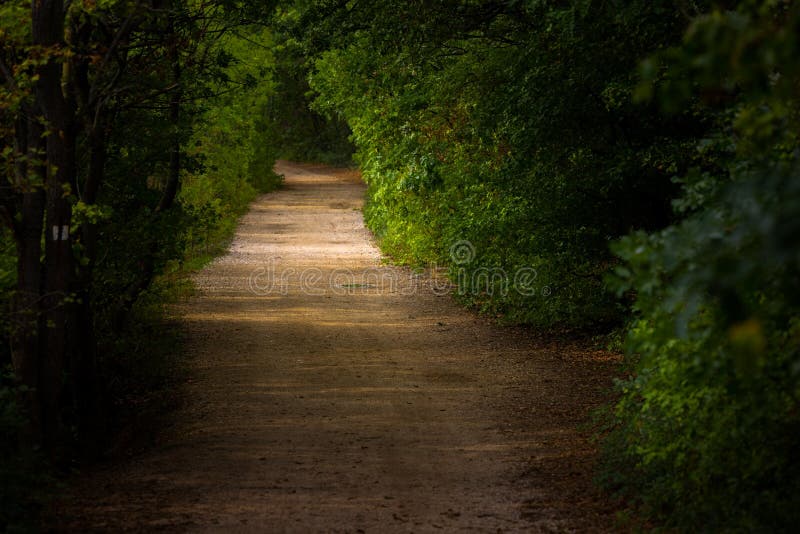 Green Foliage with Forestal Path Angle Shot Stock Image - Image of ...