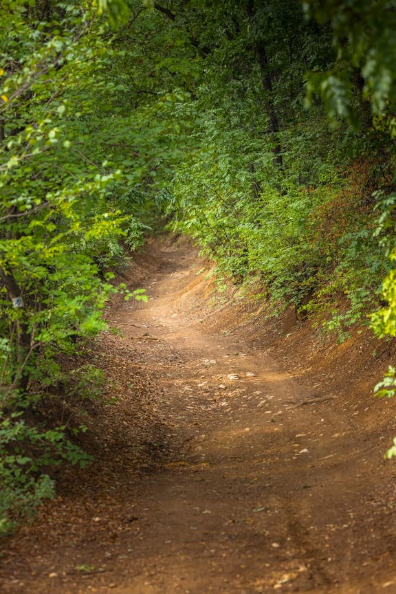 Green Foliage with Forestal Path Angle Shot Stock Image - Image of ...