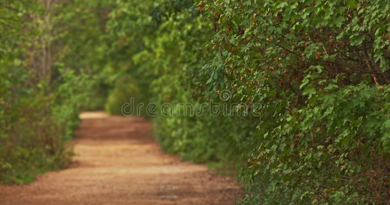 Green Foliage with Forestal Path Angle Shot Stock Footage - Video of ...